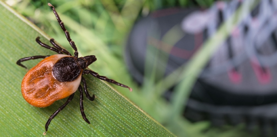 Zecken: 7 Irrtümer und wie es wirklich ist