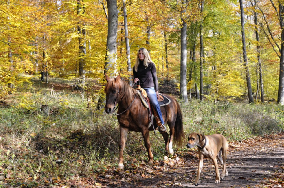 Reitbegleithund: Erst das Training, dann der Ausritt